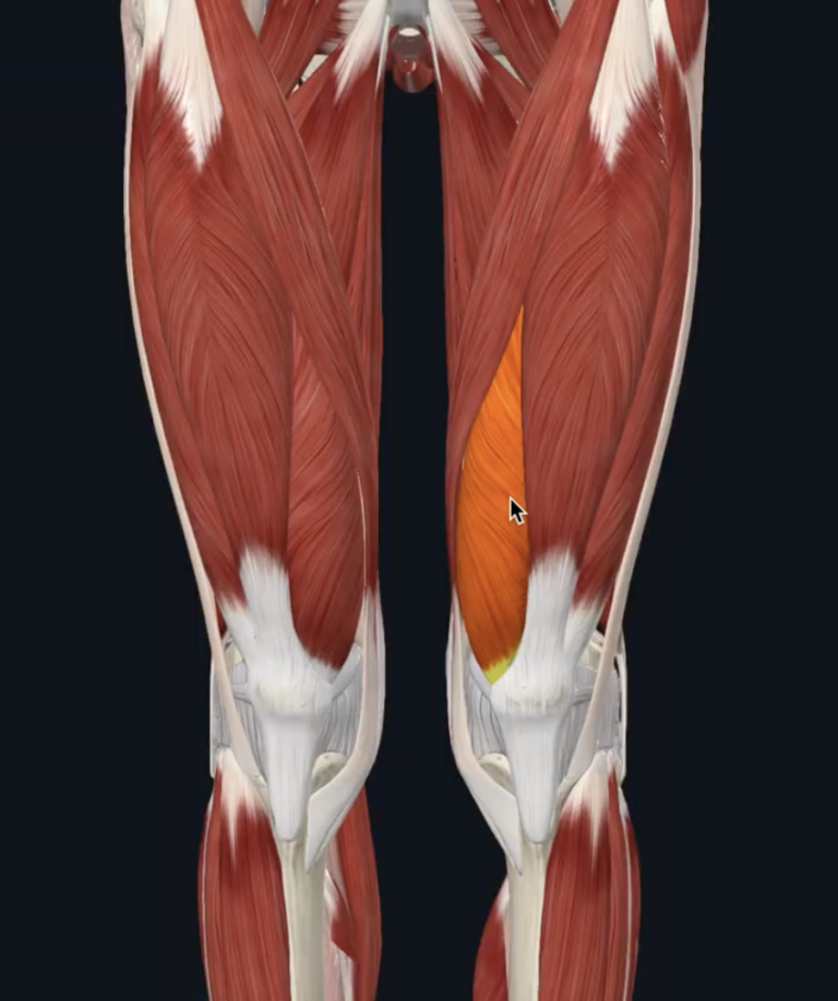 Inner Knee Pain? This Muscle Could Be the Reason (VMO Explained) | Pain ...